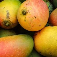 Where No Mangoes – On Satire and Sabbatical