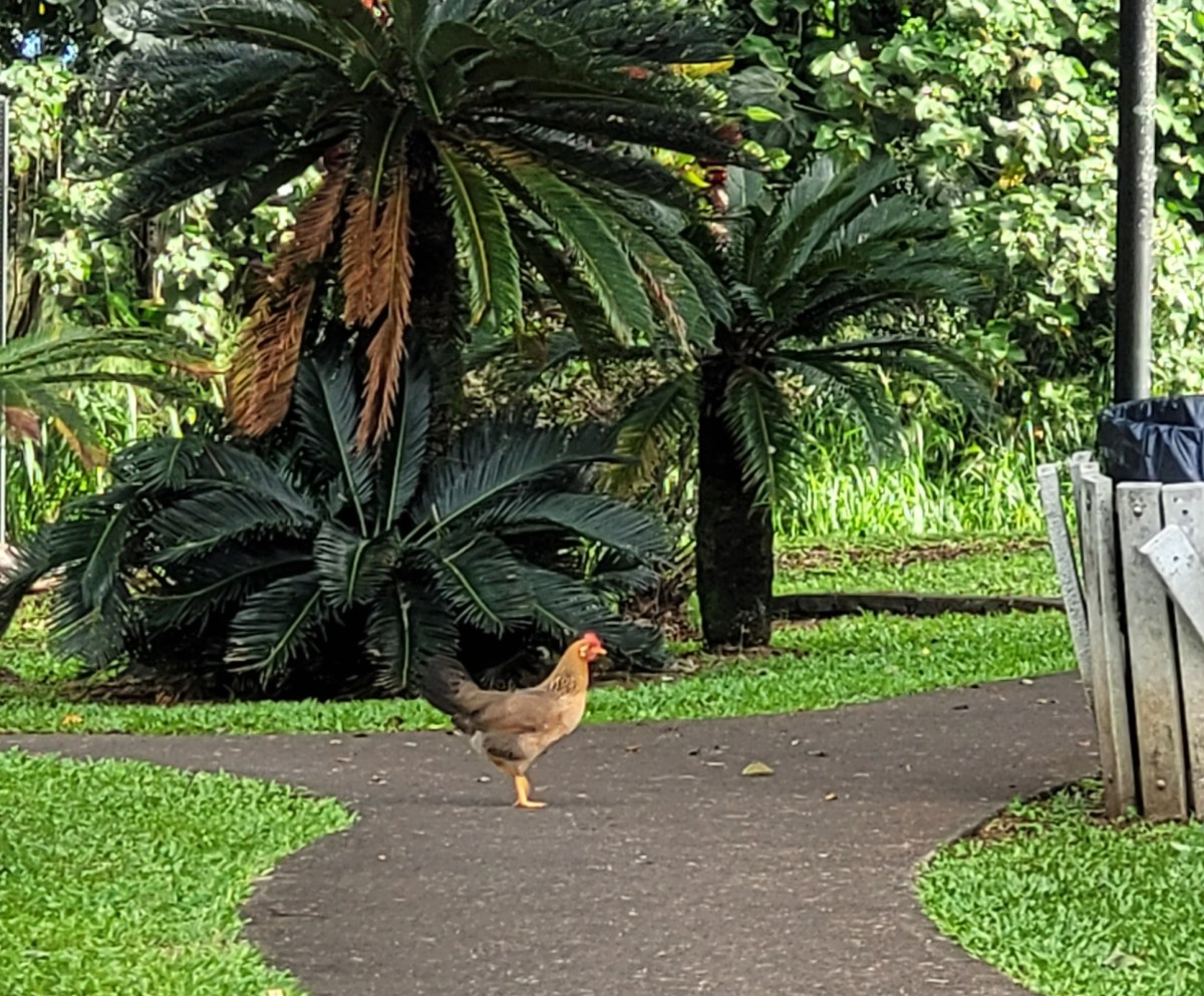 Wild Wild Life – Where No Mangoes